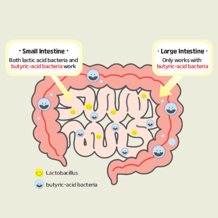 BVOY Daily K Probiotic Blend – BVOY (Best Version of You)